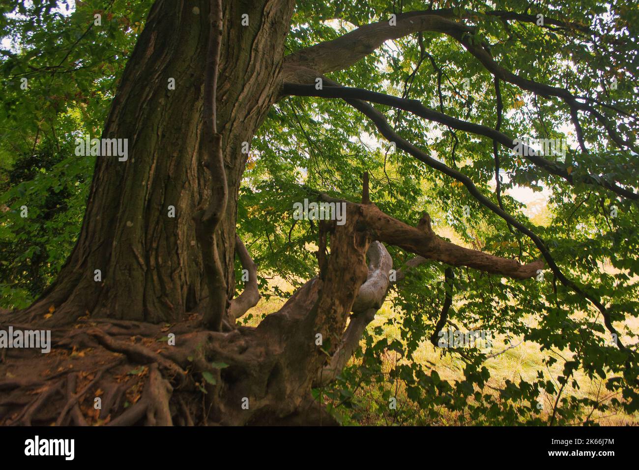 Old oak tree next to haitabu, Unesco World heritage site in a forest ...