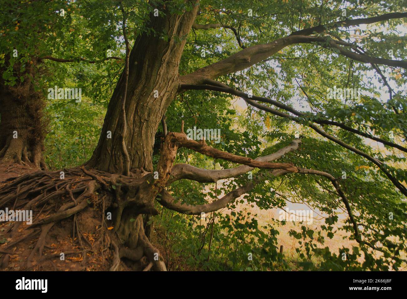 Old oak tree next to haitabu, Unesco World heritage site in a forest ...