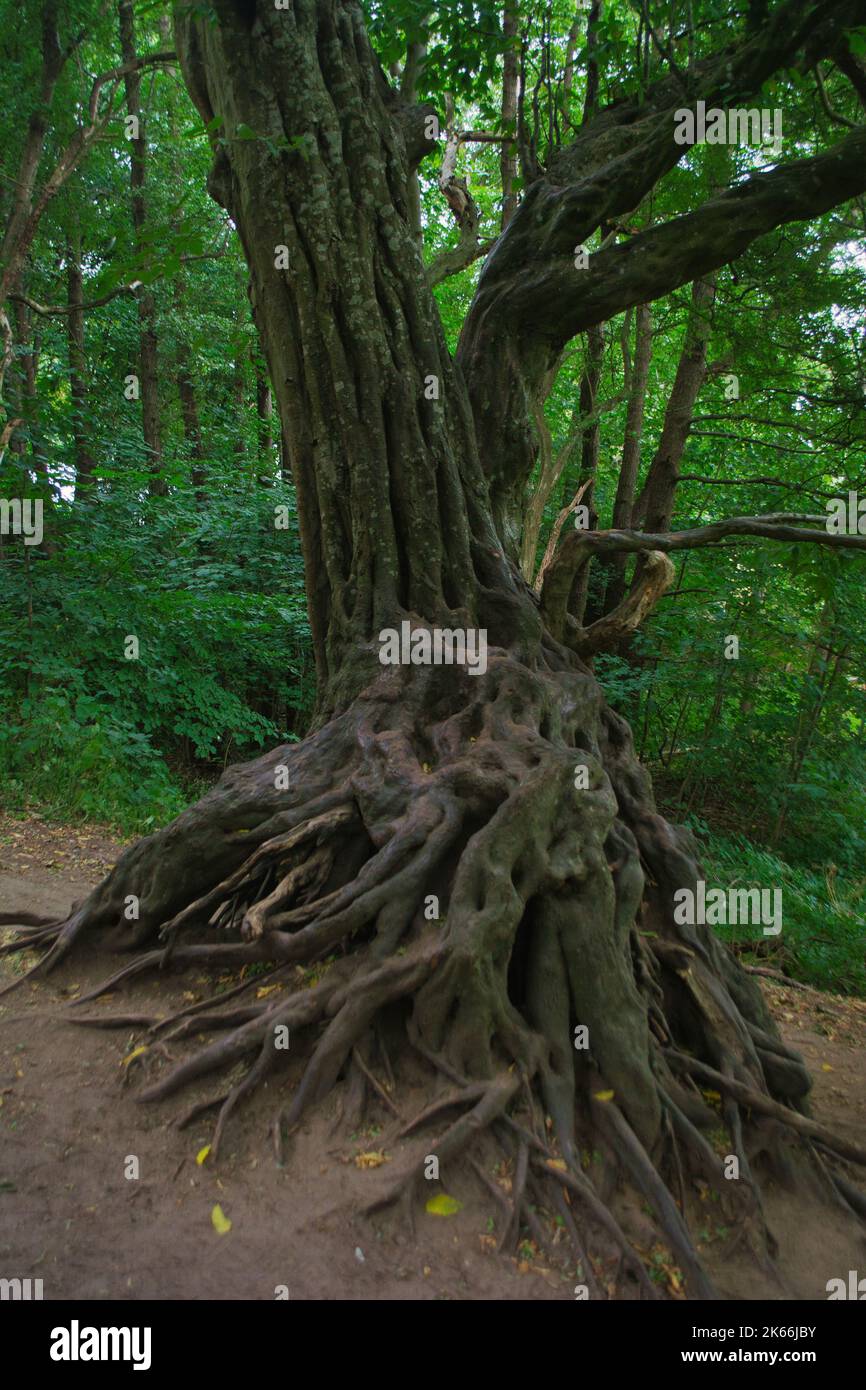 Old oak tree next to haitabu, Unesco World heritage site in a forest ...