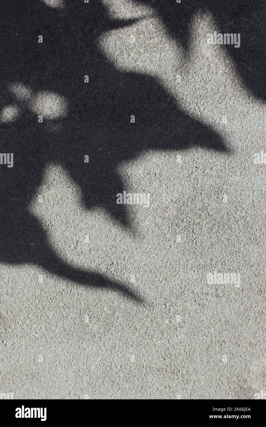 Leafy shadows falling on a common typical wall Stock Photo - Alamy