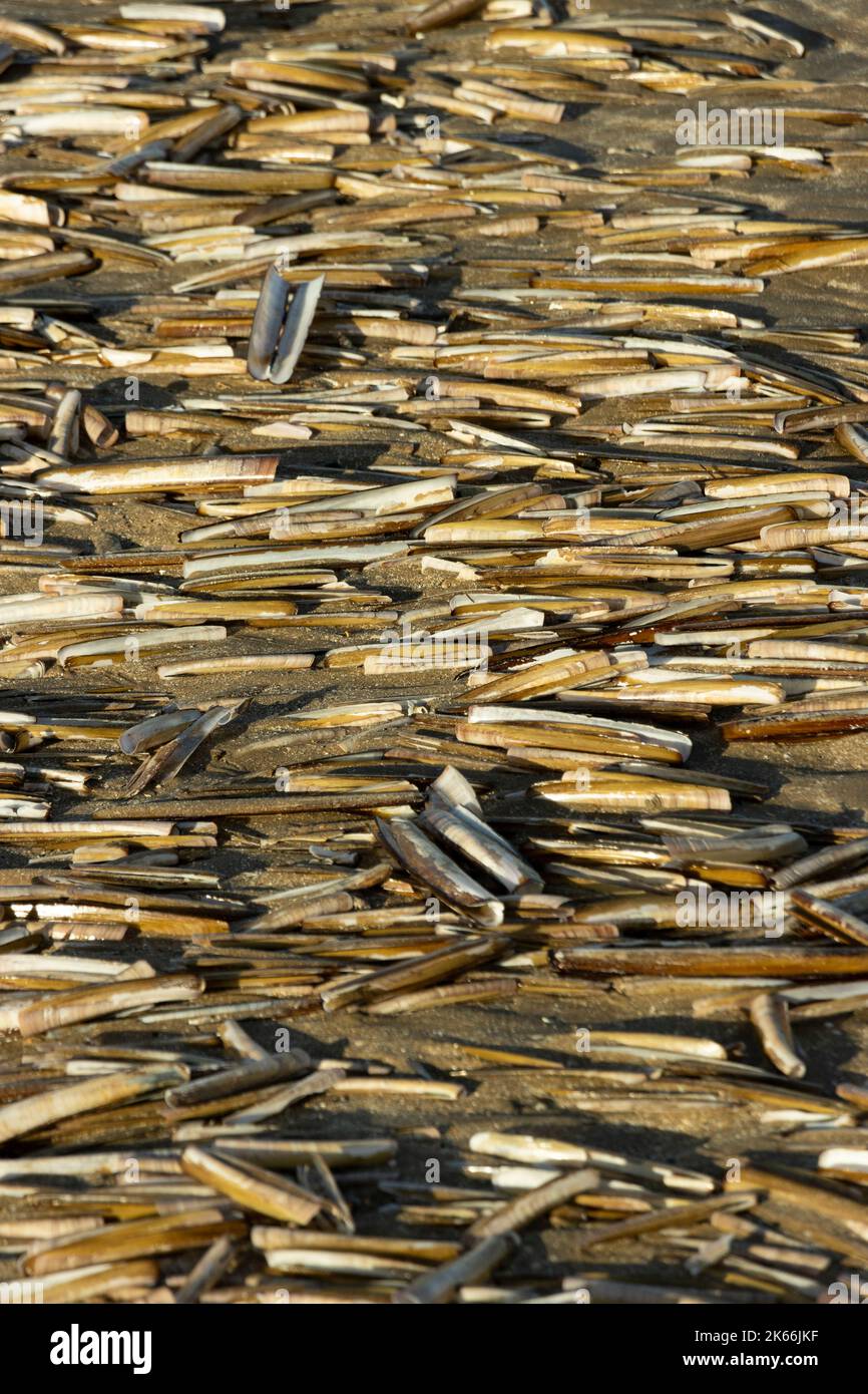 The tide line is littered with the empty shells of Razor Shell bivalves ...