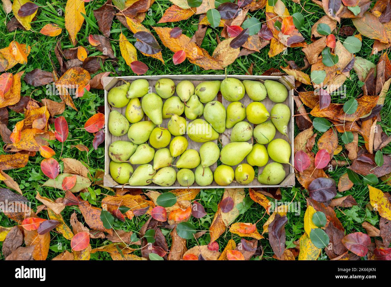 Harvesting pear fruits in a wooden basket Stock Photo - Alamy