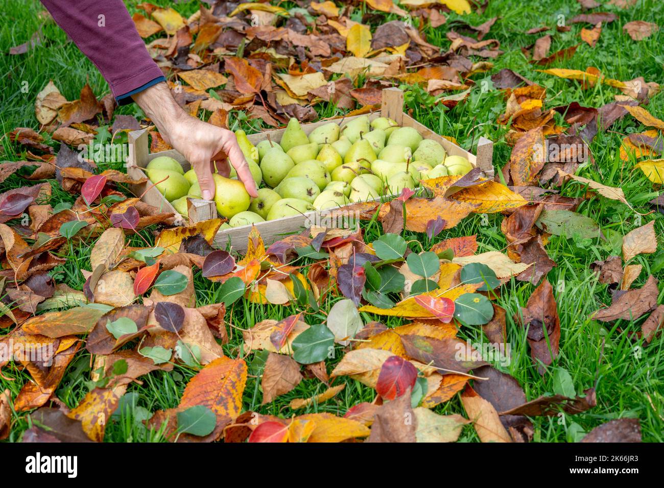 Harvesting distribution harvest hi-res stock photography and images - Alamy