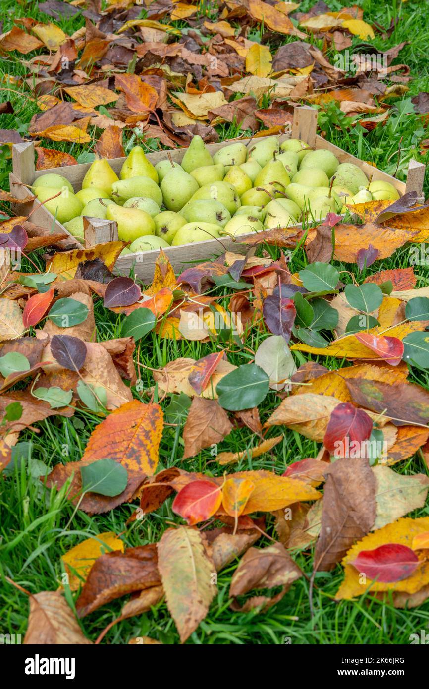 Harvesting pear fruits in a wooden basket Stock Photo - Alamy