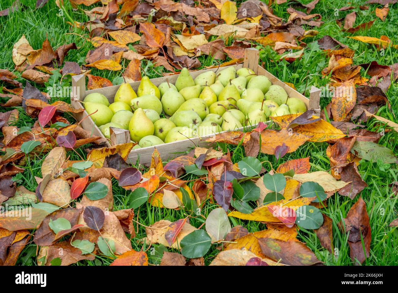 Pear harvesting hand hi-res stock photography and images - Alamy