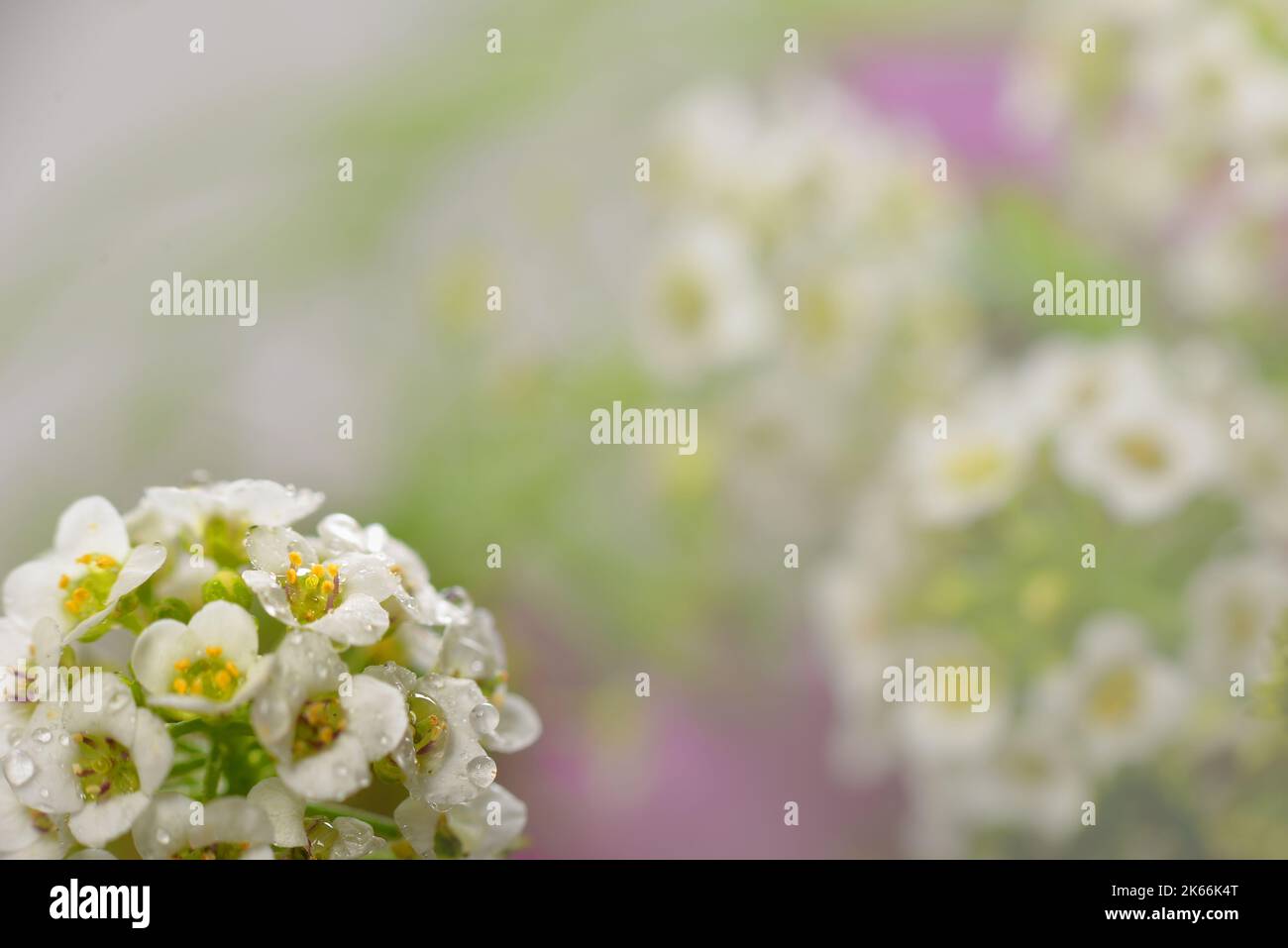 Background different summer flowers hi-res stock photography and images ...