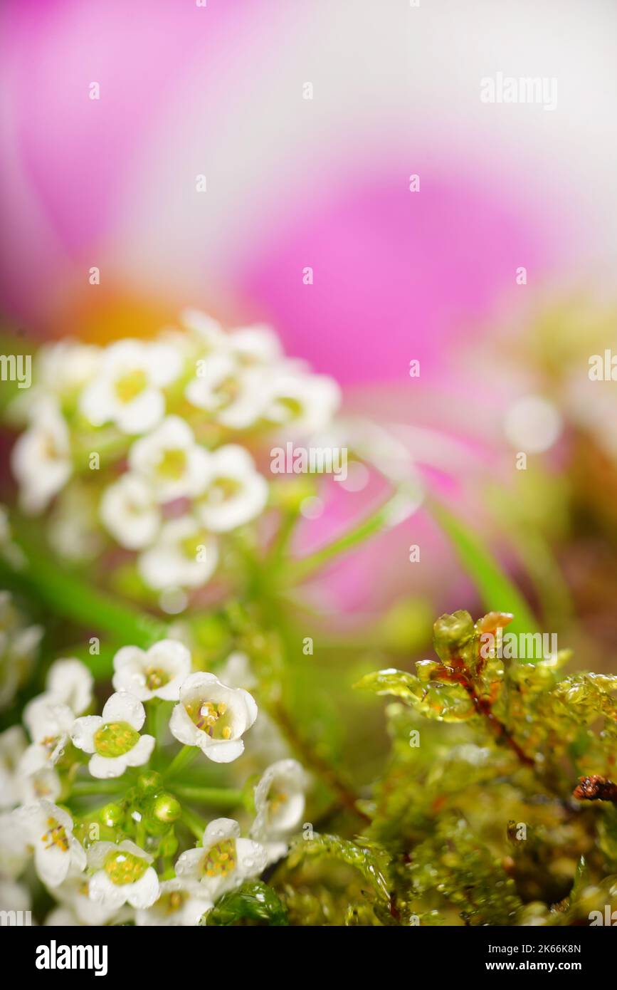 carpet with small flowers of different colors Stock Photo - Alamy