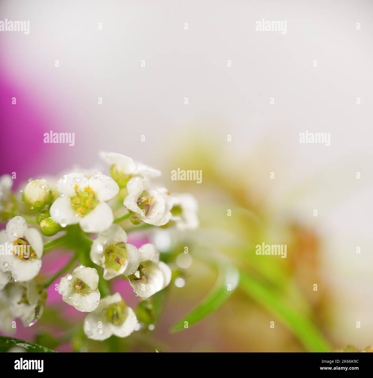 carpet with small flowers of different colors Stock Photo - Alamy
