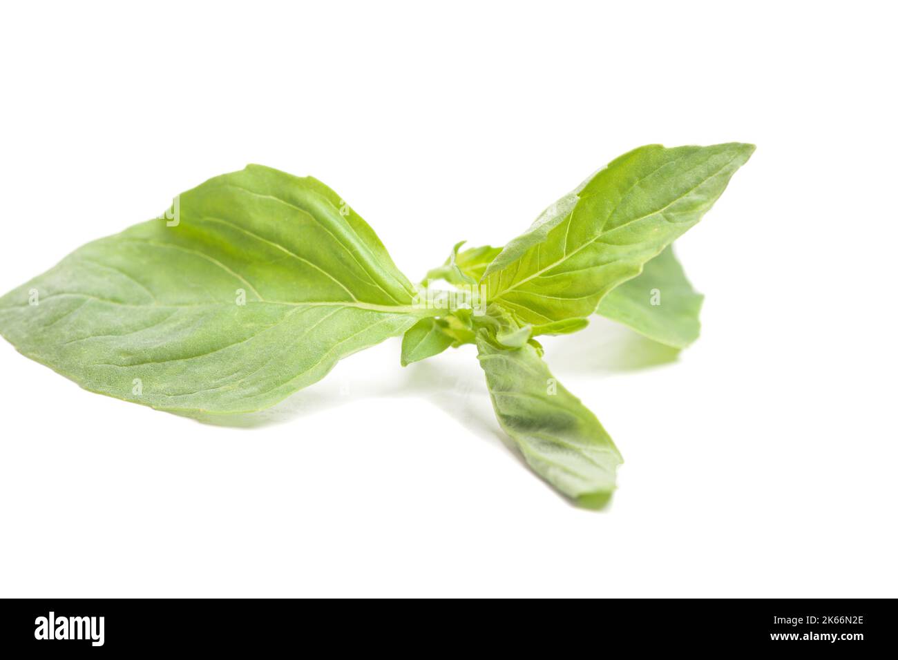fresh green basil leaves isolated on white background Stock Photo - Alamy