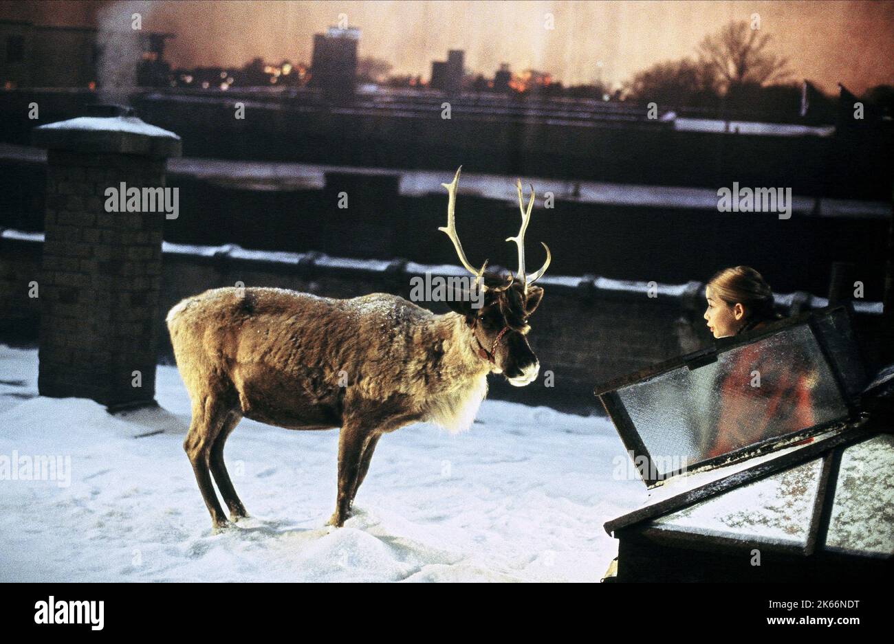 REINDEER,WARNER, BLIZZARD, 2003 Stock Photo - Alamy
