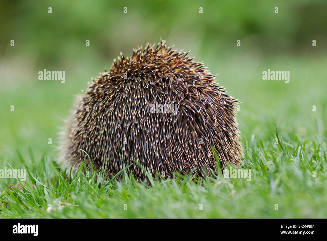 Western hedgehog (Erinaceus europaeus) on grass. Rear view showing ...