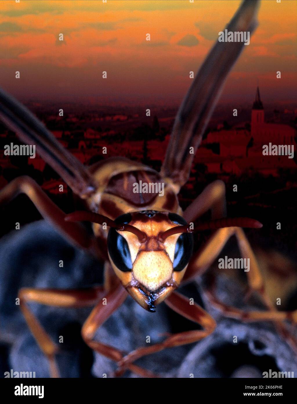 WASP, DEADLY SWARM, 2003 Stock Photo - Alamy