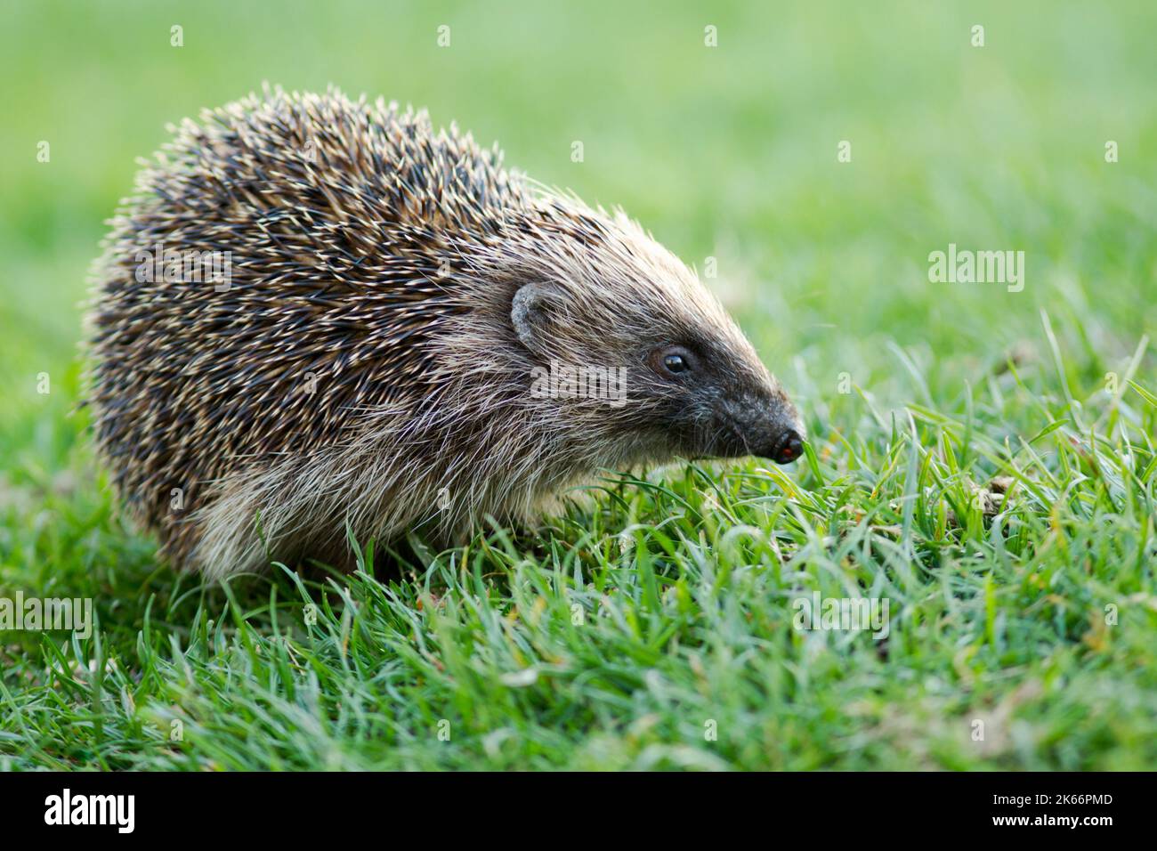 Western hedgehog (Erinaceus europaeus) busy foraging on grass Stock ...