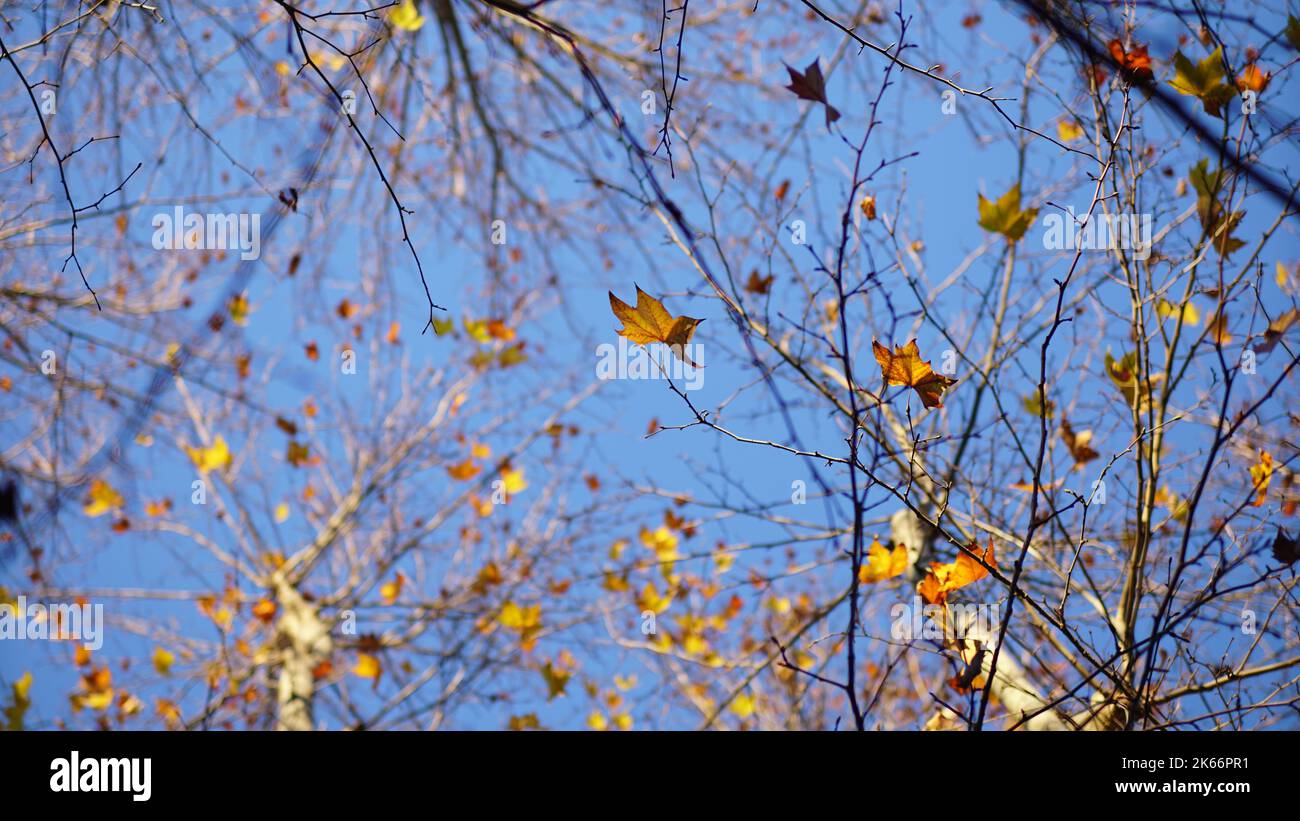 A closeup shot of tree branches in fall on a blue sky background Stock ...