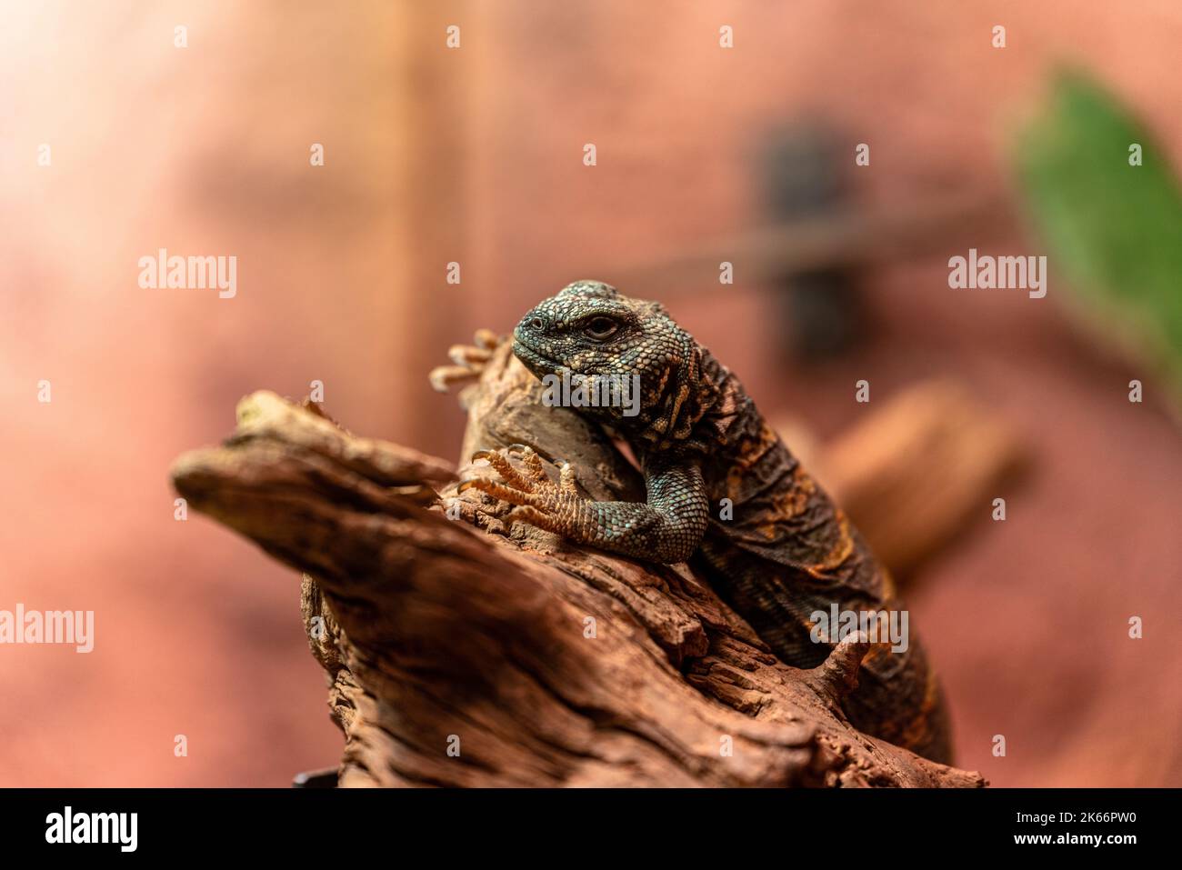 Ornate uromastyx hi-res stock photography and images - Alamy