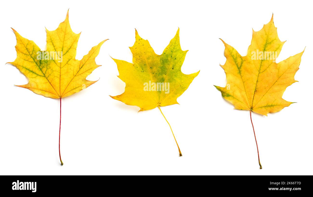 Fall maple leaves isolated on white background, collection, top view ...
