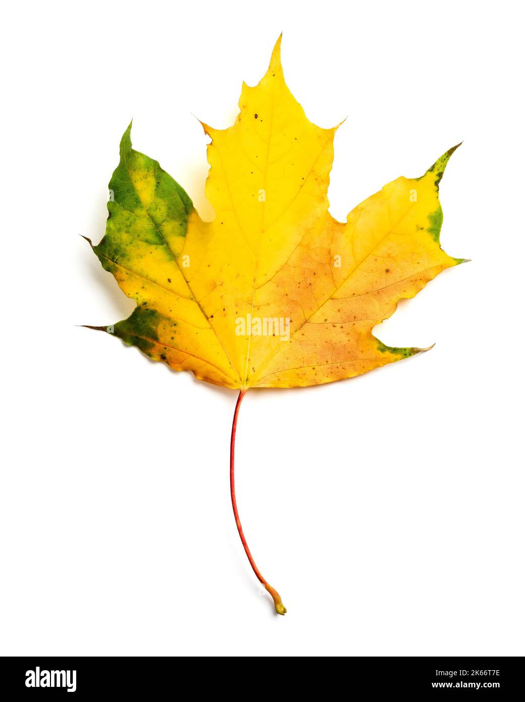 Falling maple leaf on green Cut Out Stock Images & Pictures - Alamy