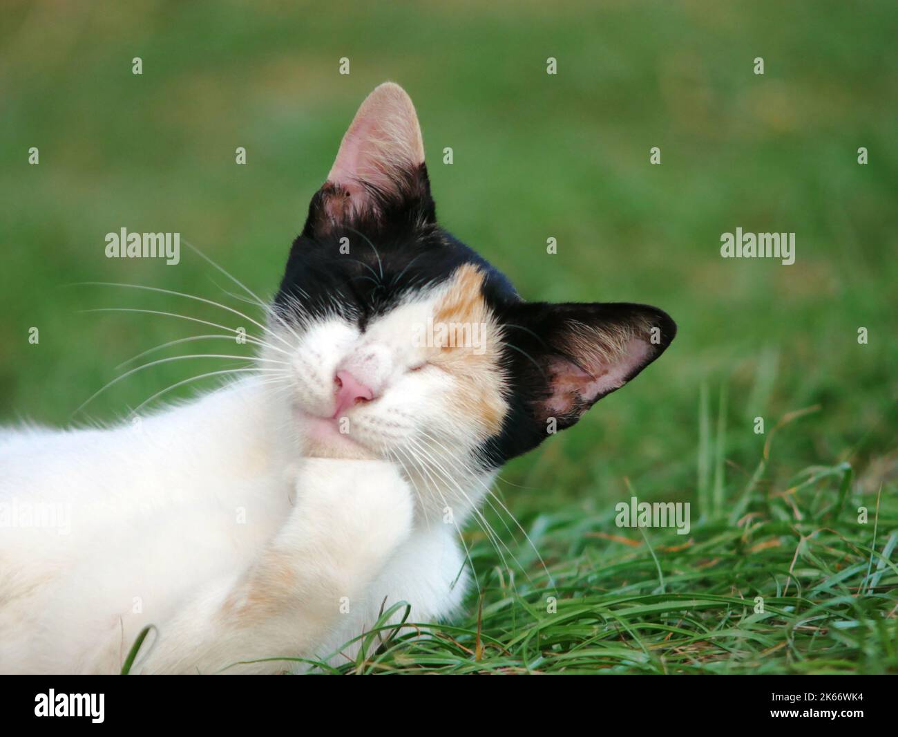 A closeup shot of cute black and white cat laying in green grass with ...