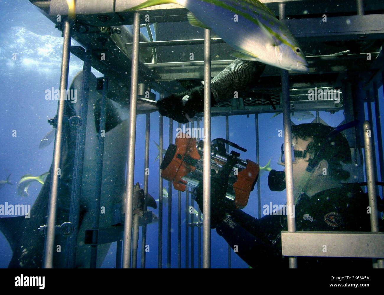 CHRIS KENTIS, SHARK, OPEN WATER, 2003 Stock Photo - Alamy