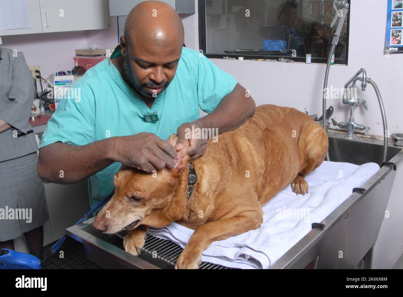Veterinary technician training hi-res stock photography and images - Alamy