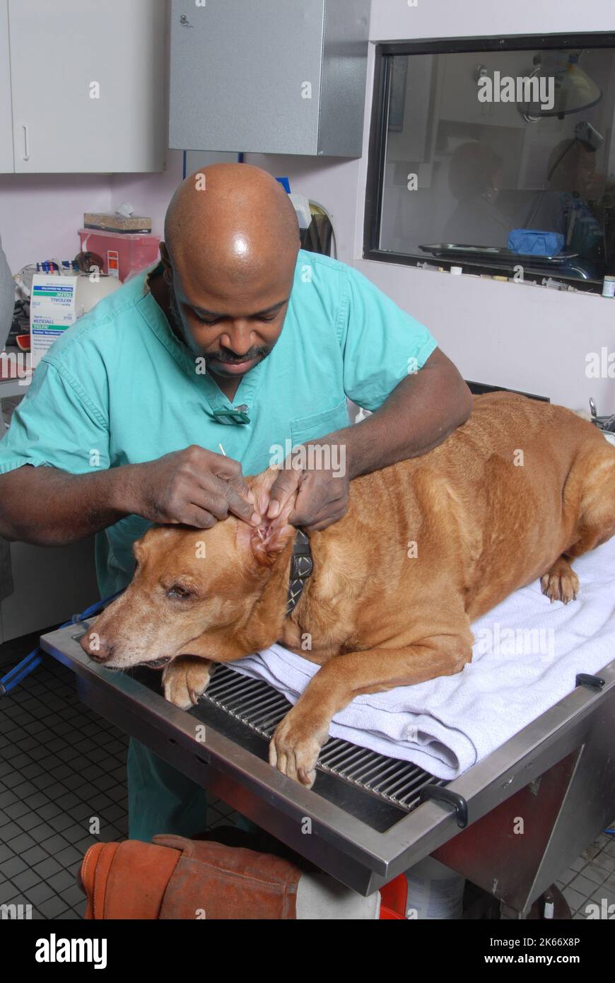 Veterinary surgery services hi-res stock photography and images - Alamy