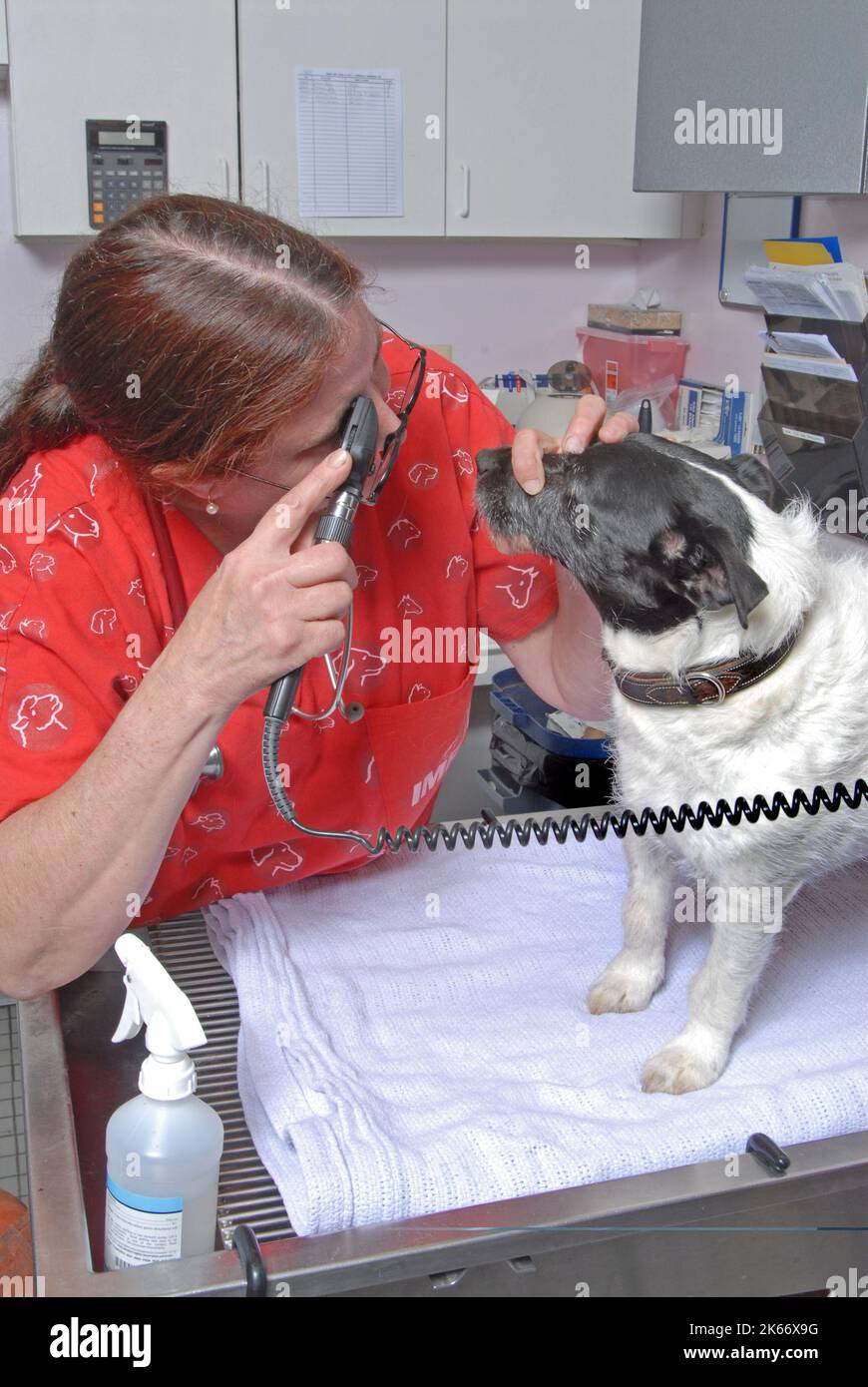 Veterinarian veterinary practice veterinarians hi-res stock photography ...