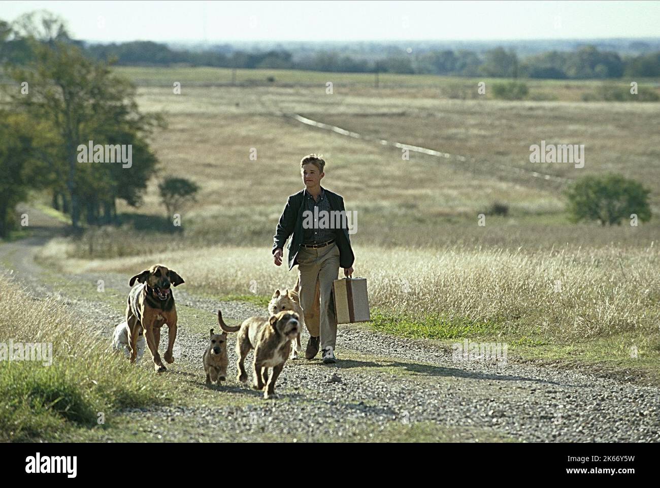 Secondhand lions hi-res stock photography and images - Alamy
