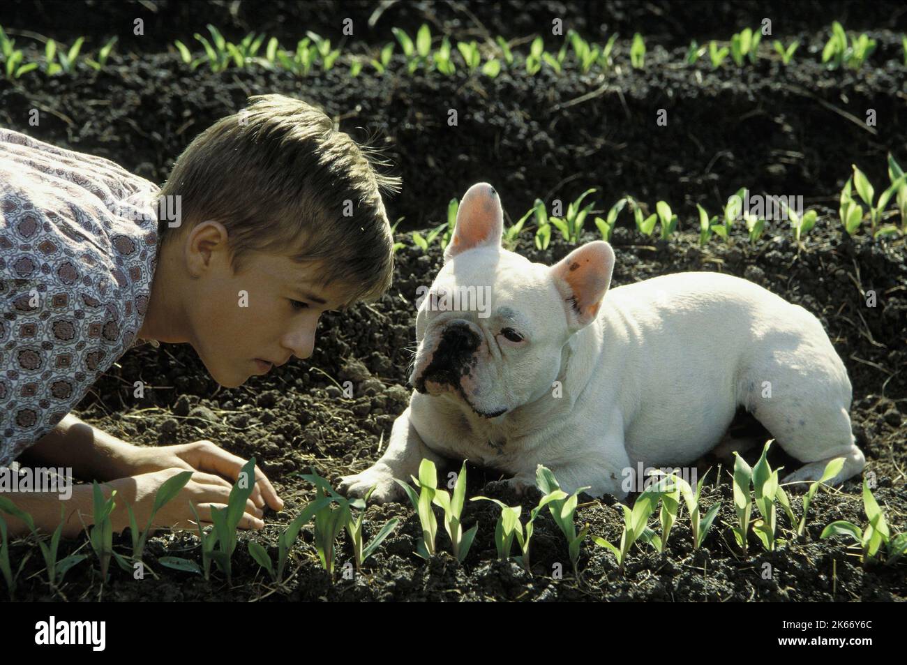 HALEY JOEL OSMENT, DOG, SECONDHAND LIONS, 2003 Stock Photo - Alamy