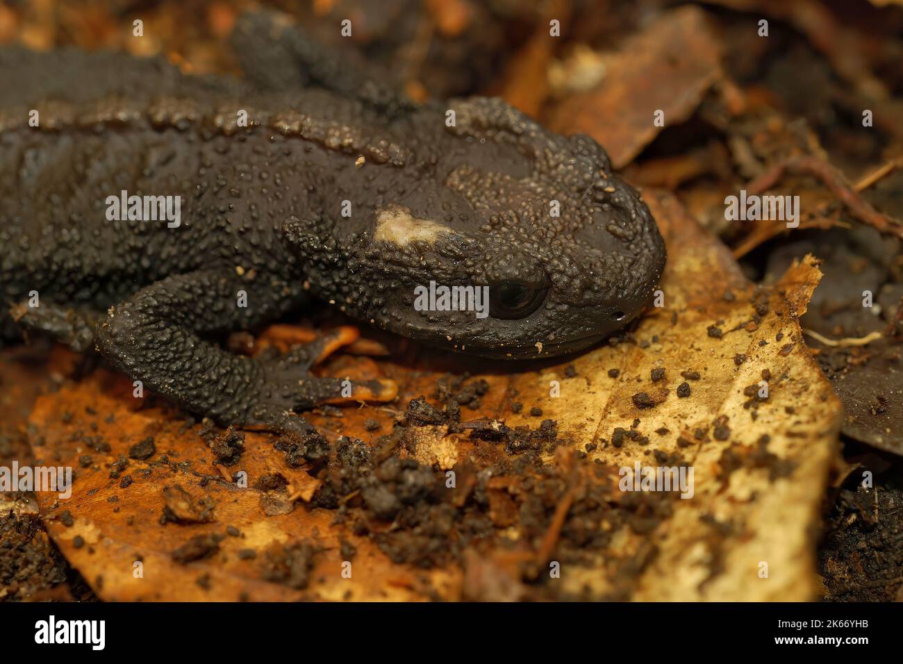 Closeup on a rare, endangered adult female Chinese Wenxian Knobby Newt ...
