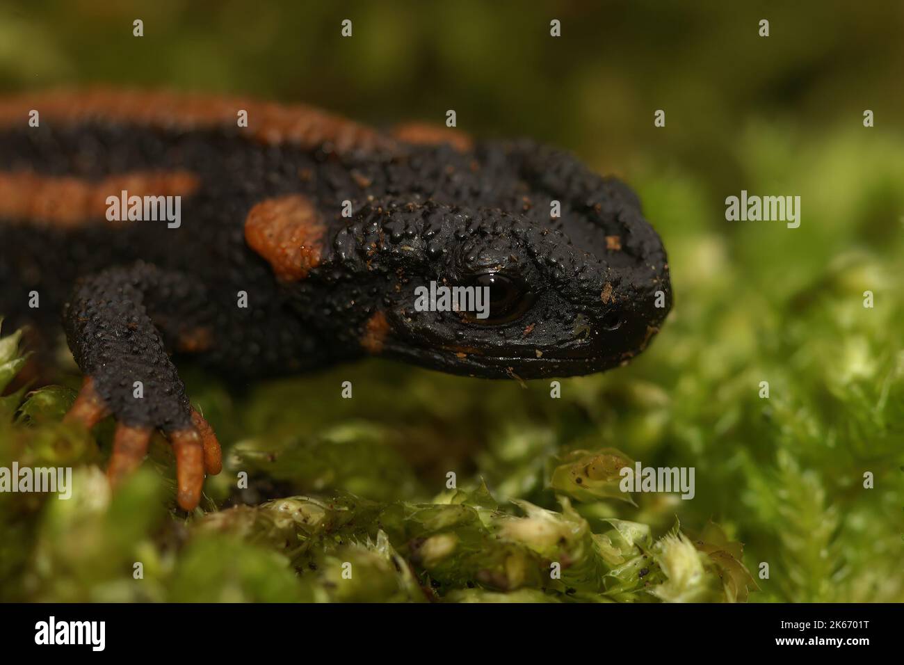 Closeup on a gorgeous juvenile of the endangered Chinese Red-tailed ...