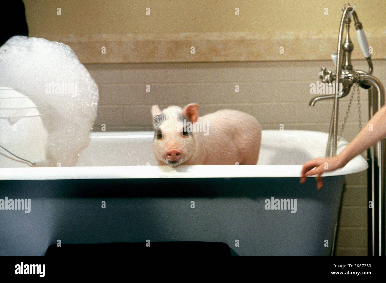 Pig in hi-res stock photography and images - Alamy