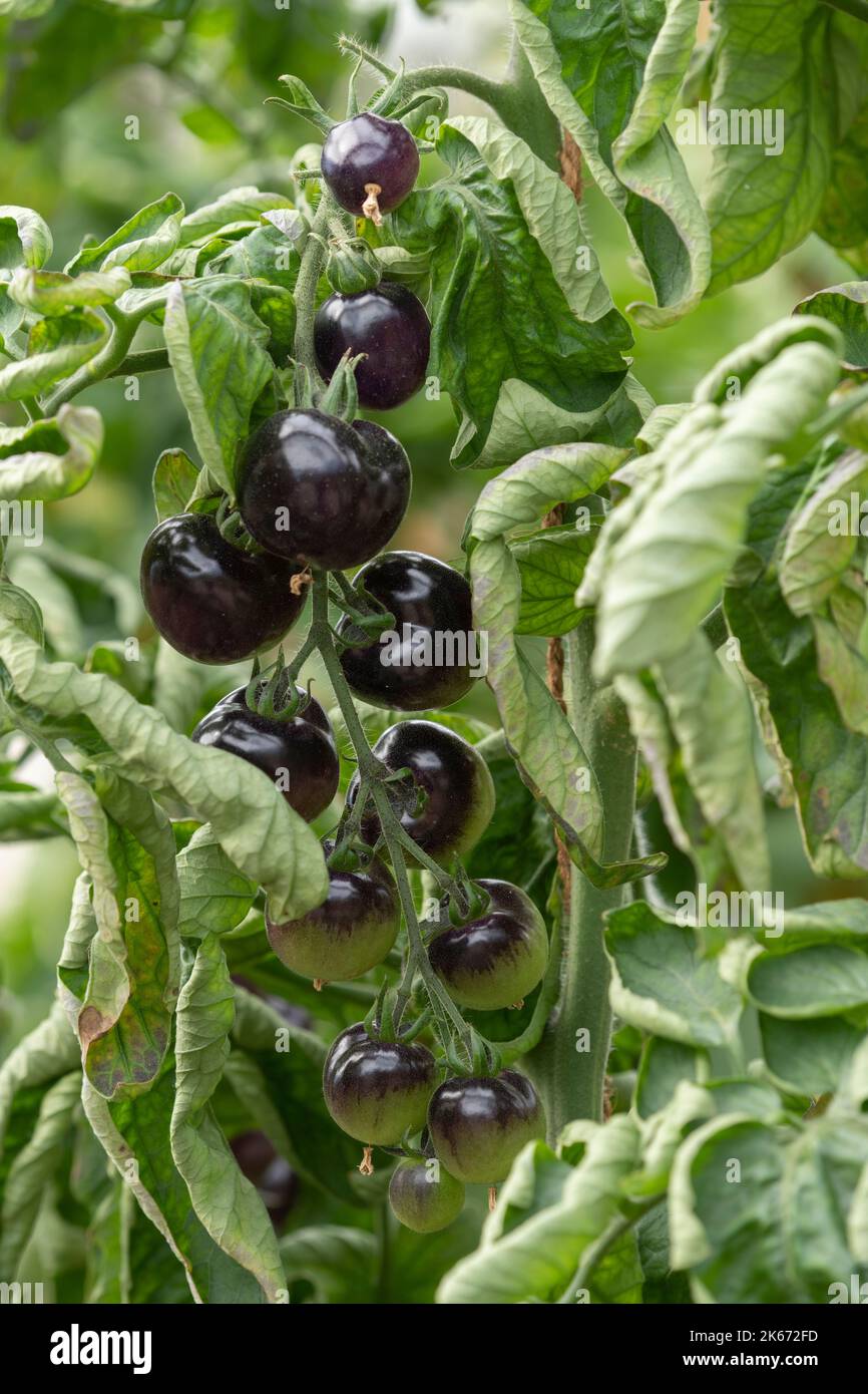 Tomato: "Indigo Rose Stock Photo - Alamy
