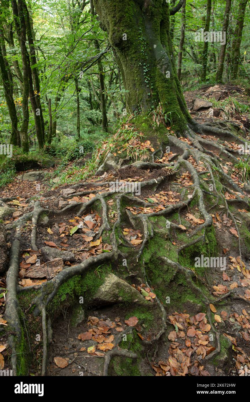 Oak tree with roots hi-res stock photography and images - Alamy