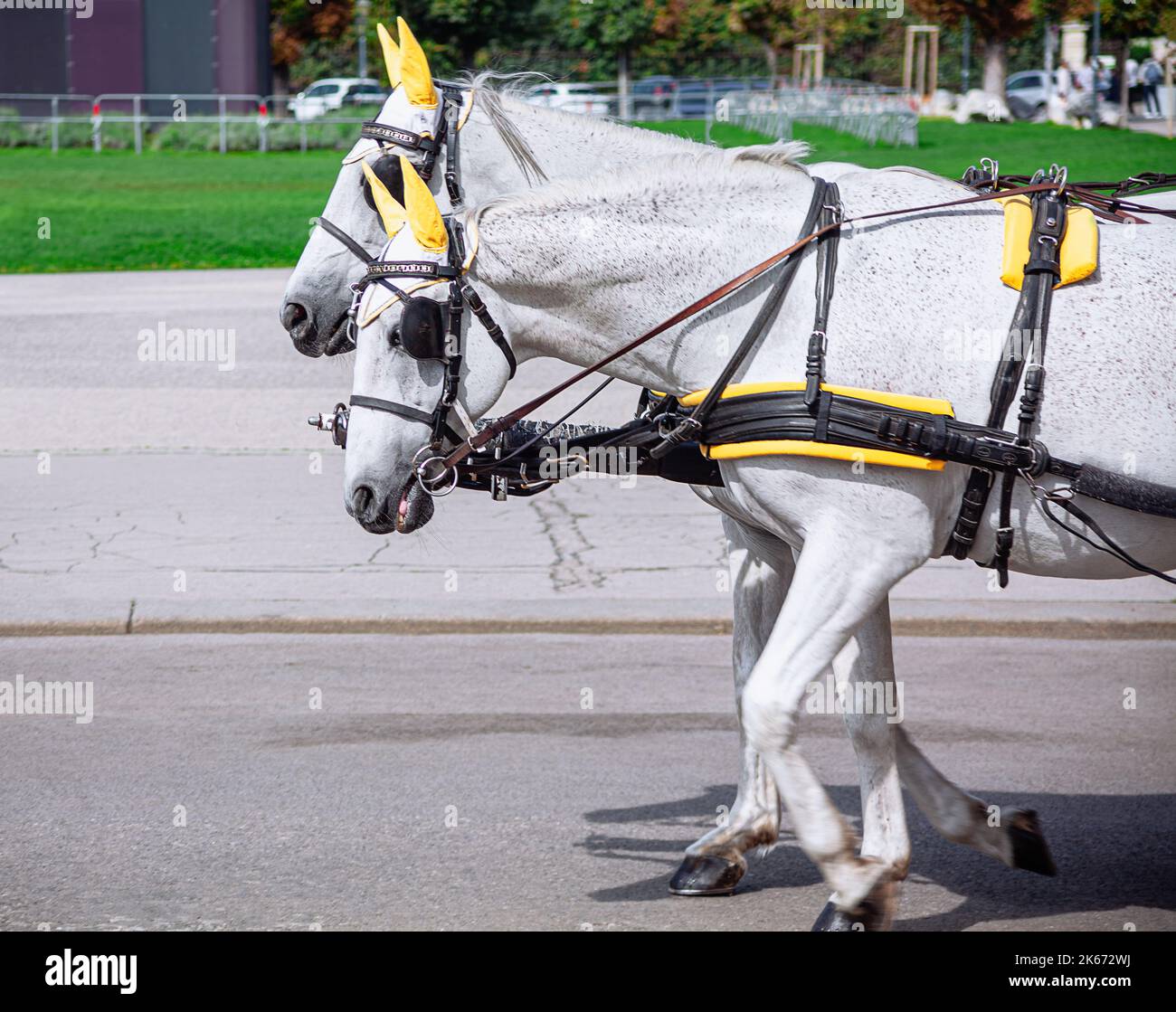 Vienna two horse carriage ride hi-res stock photography and images - Alamy