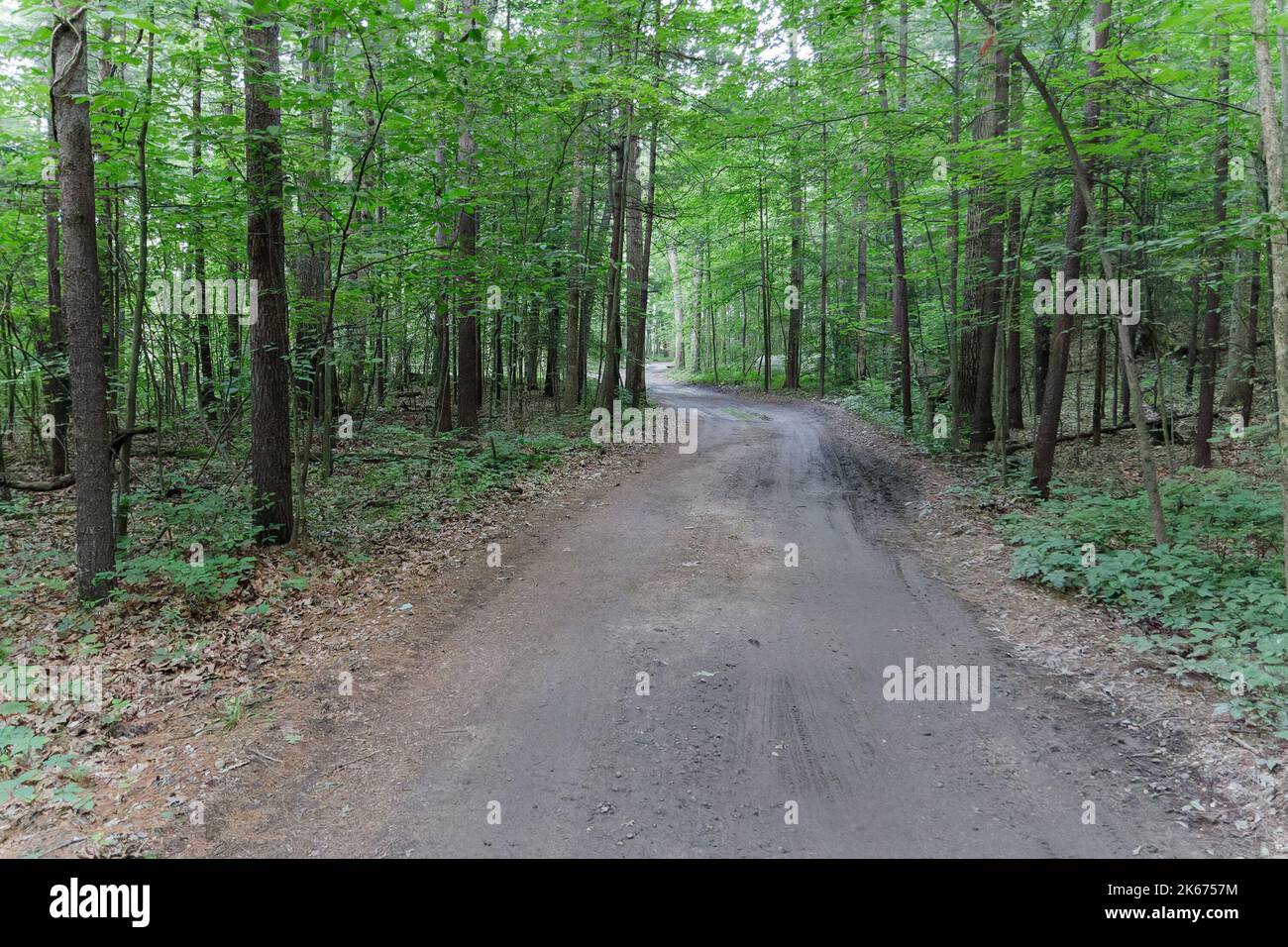 An empty forest road lined with dense green trees Stock Photo - Alamy