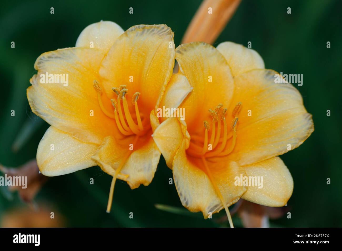 A closeup shot of yellow daylily flowers in a garden Stock Photo - Alamy
