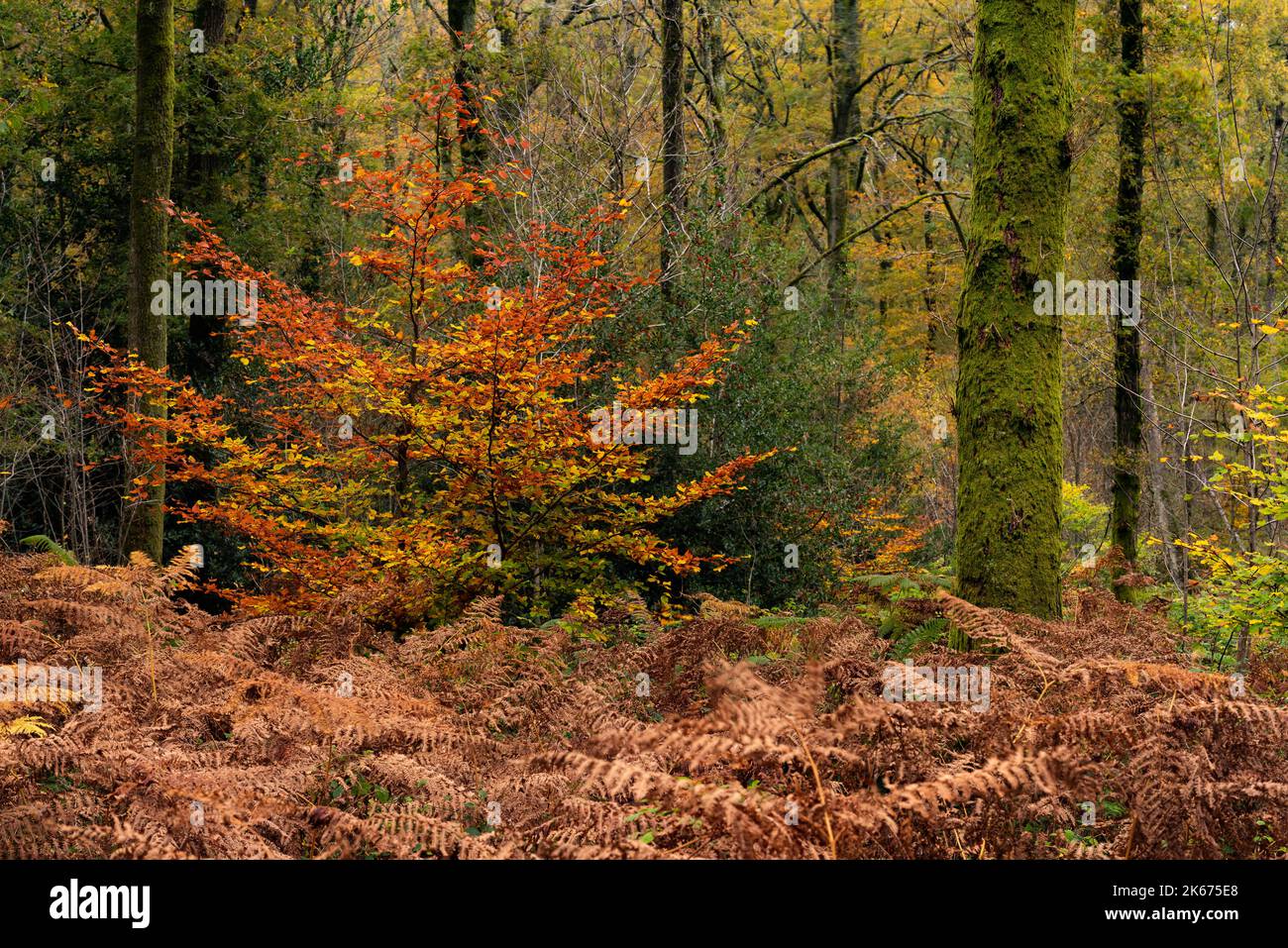 Autumn in Savernake Forest Stock Photo - Alamy