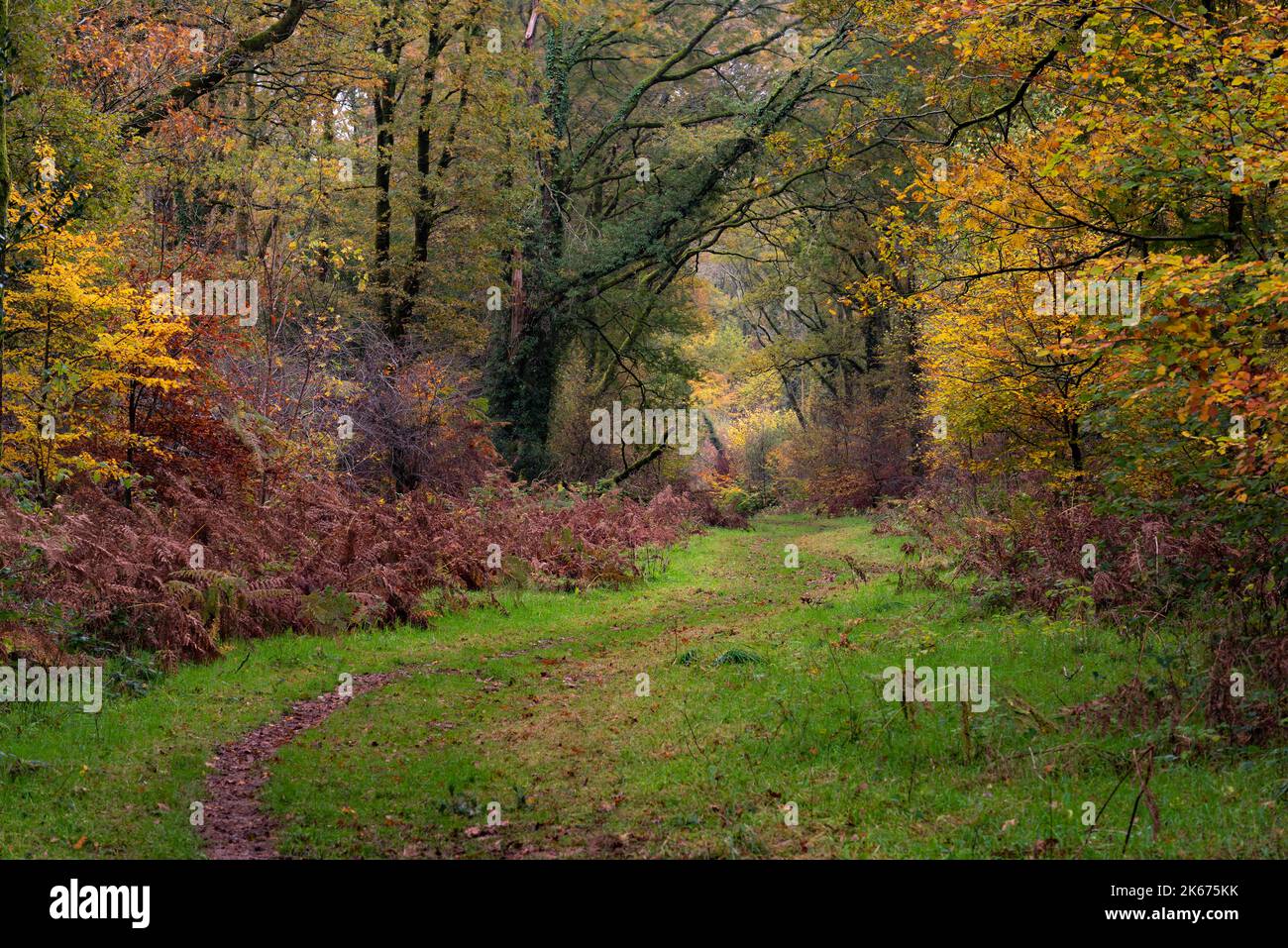 Autumn in Savernake Forest Stock Photo - Alamy