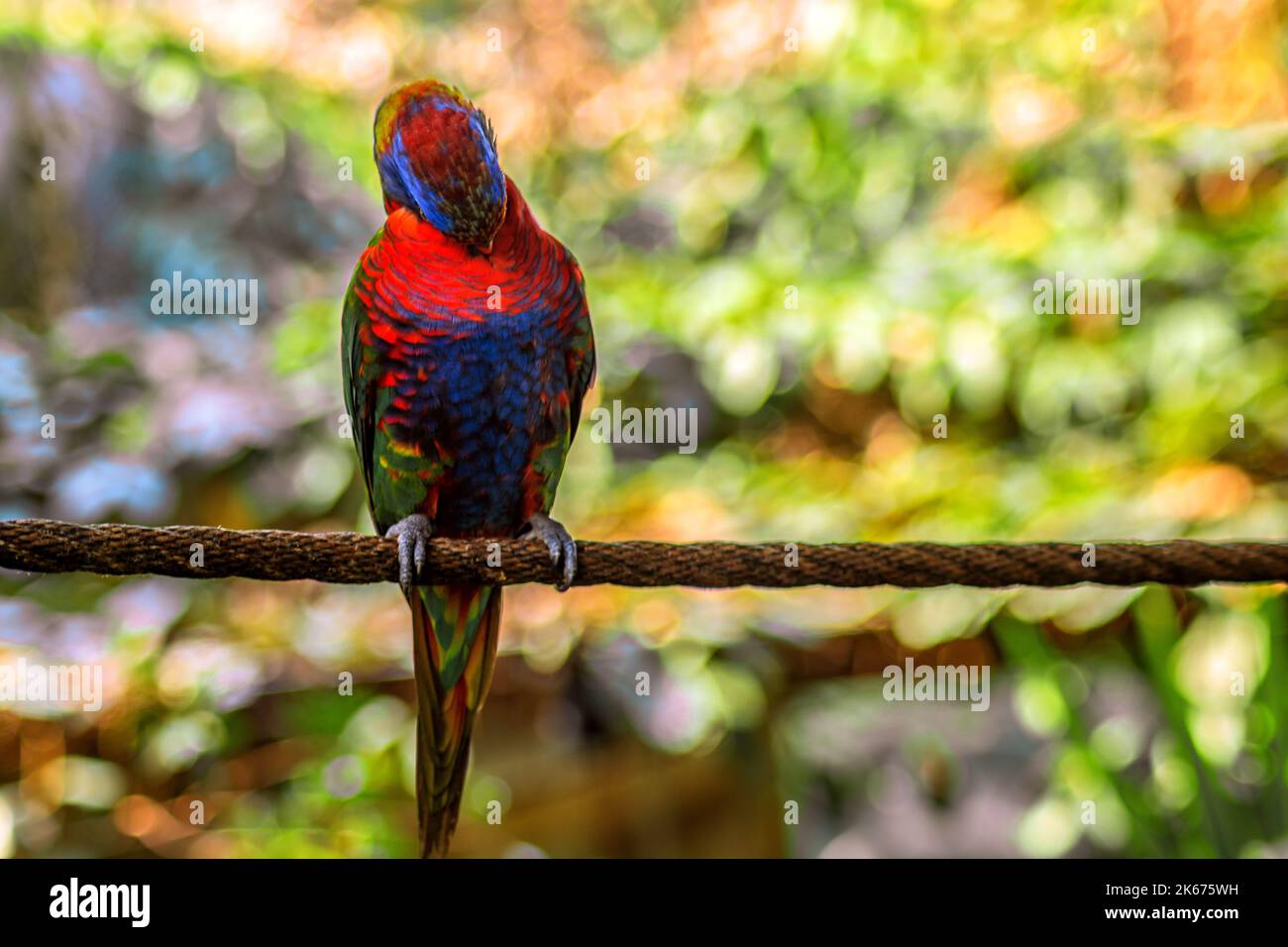 Lori parrot hi-res stock photography and images - Alamy