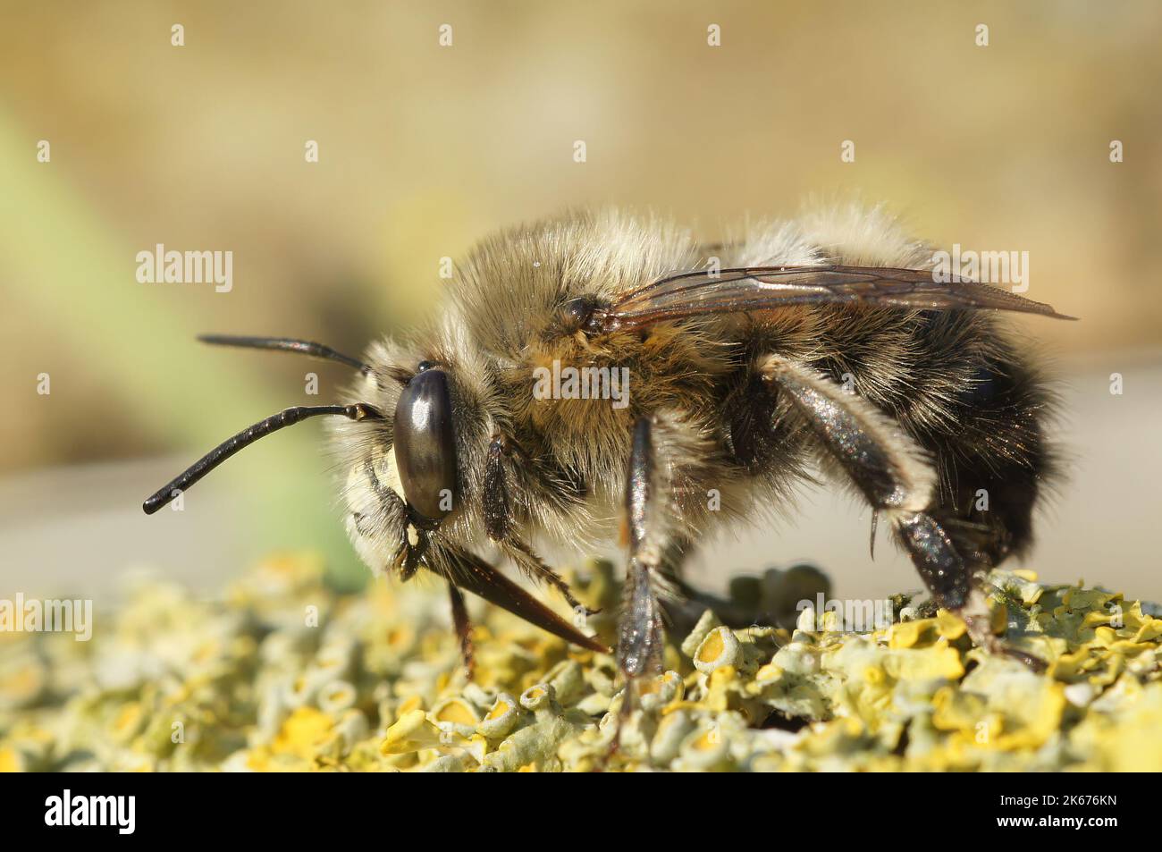 Detailed closeup on a hairy male hairy-footed flower bee, Anthophora ...