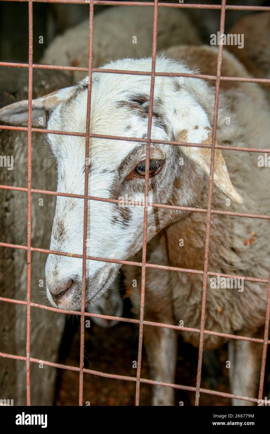 A vertical shot of sheep inside a cage Stock Photo - Alamy