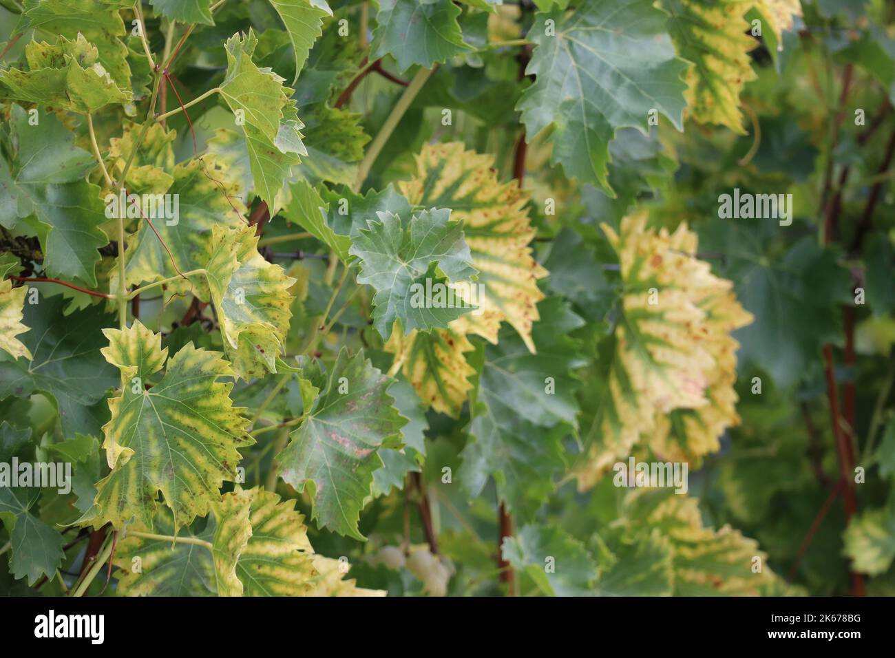 Yellowing of vine leaves hi-res stock photography and images - Alamy