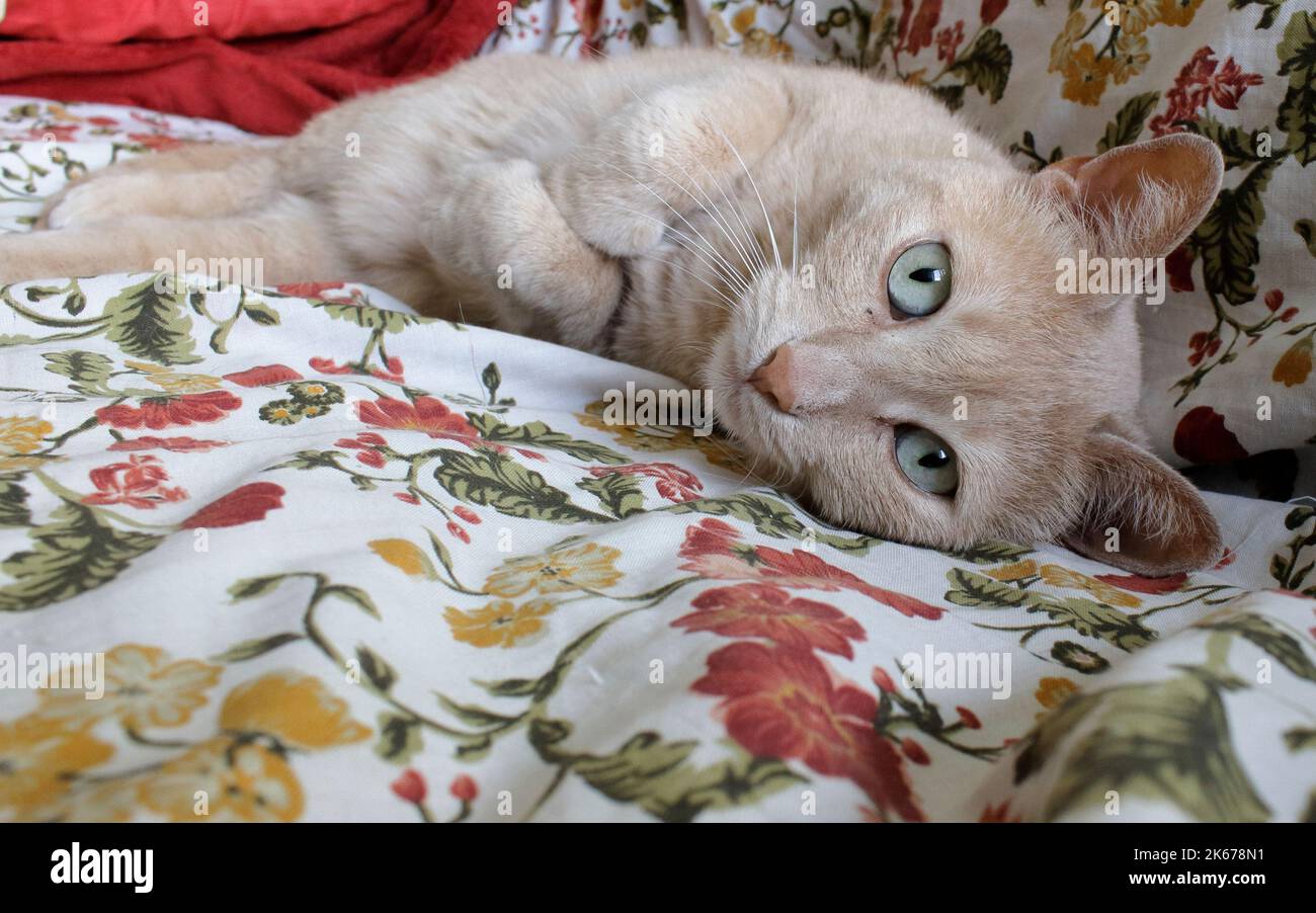 Cream tabby hi-res stock photography and images - Alamy
