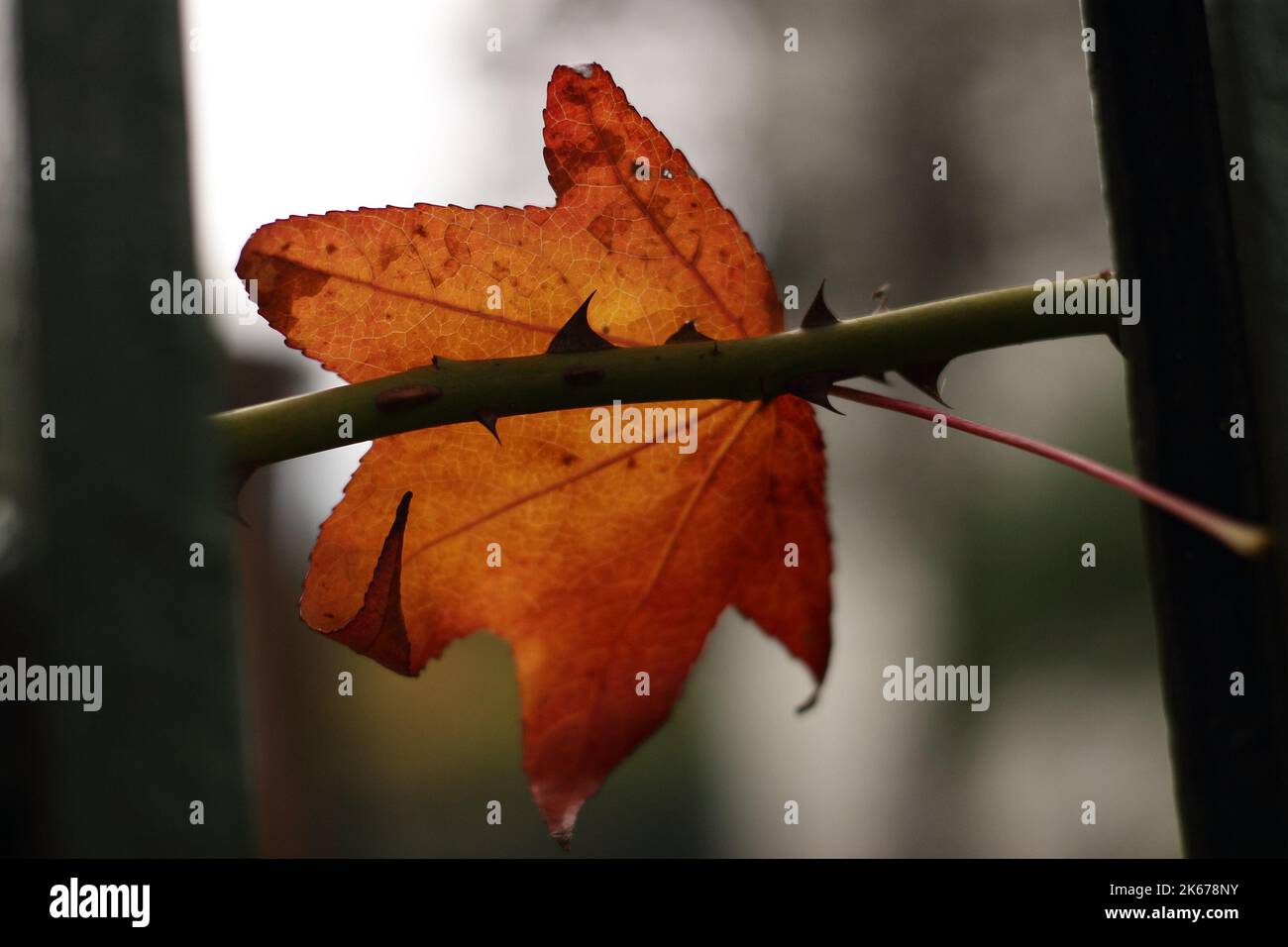 A shallow focus shot of fallen red maple leaf stuck on stem thorns of a ...