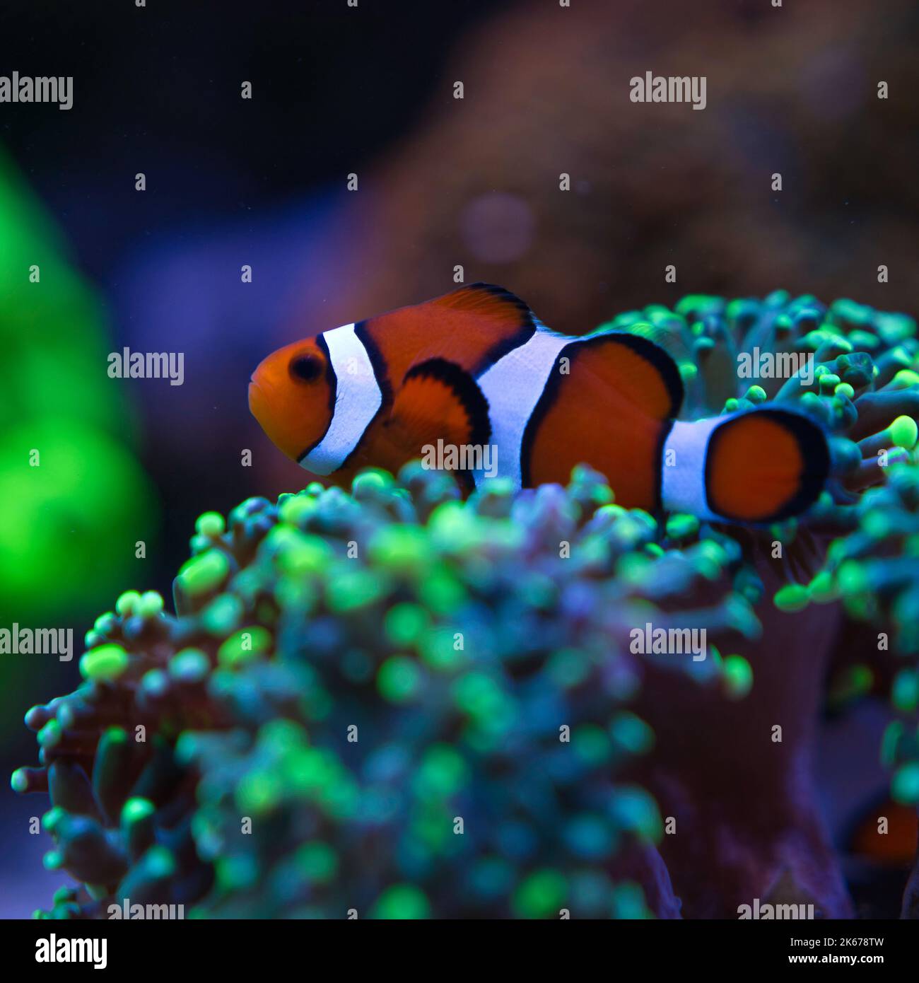 Percula clownfish hi-res stock photography and images - Alamy