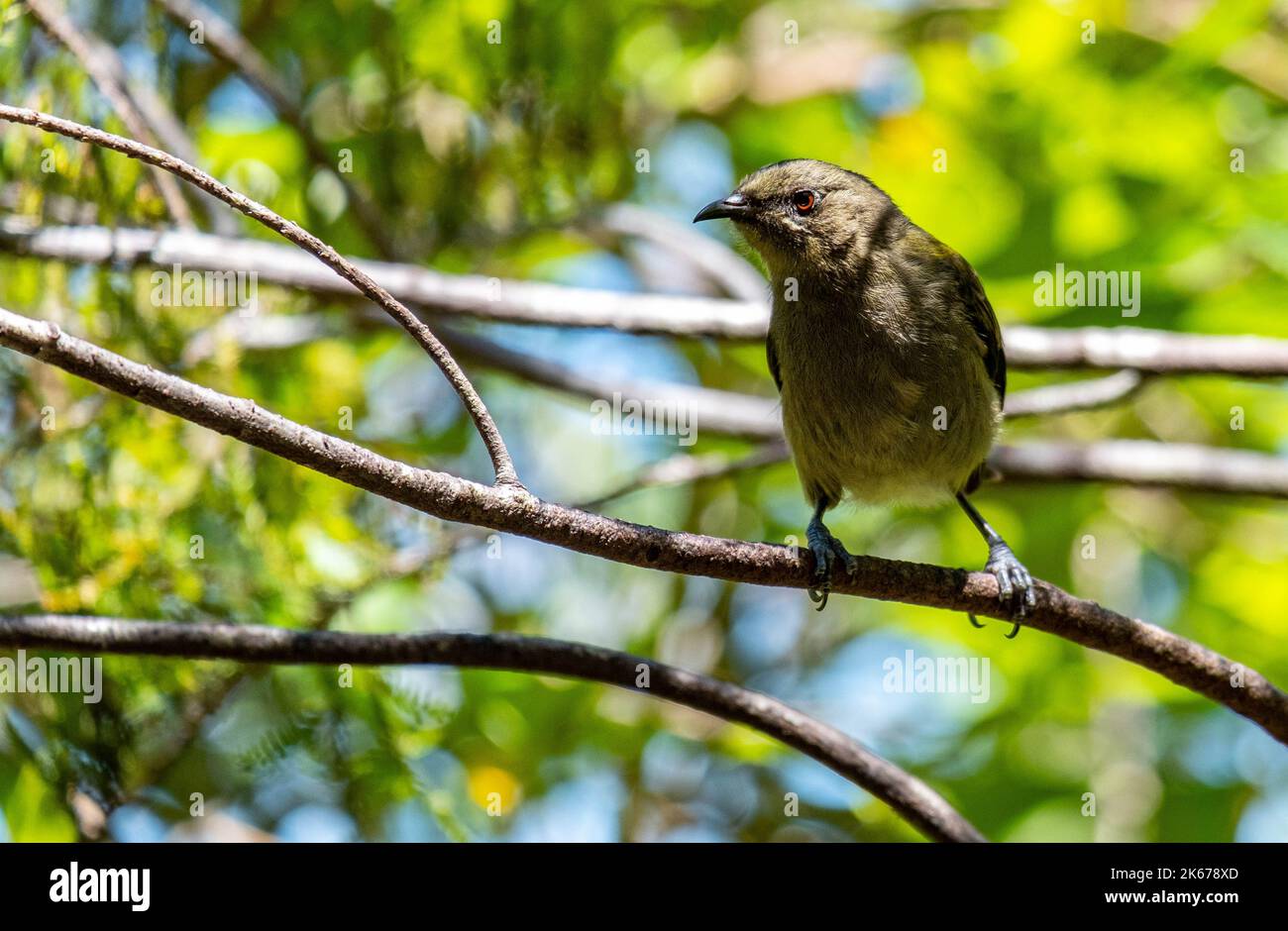 A beautiful New Zealand bellbird (Anthornis melanura) resting on a tree ...