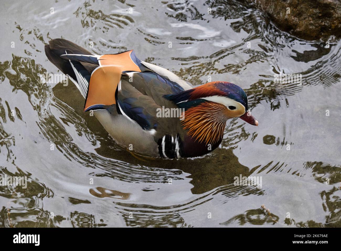 Distinctive Adult Male Mandarin Duck on Windermere, English Lake ...