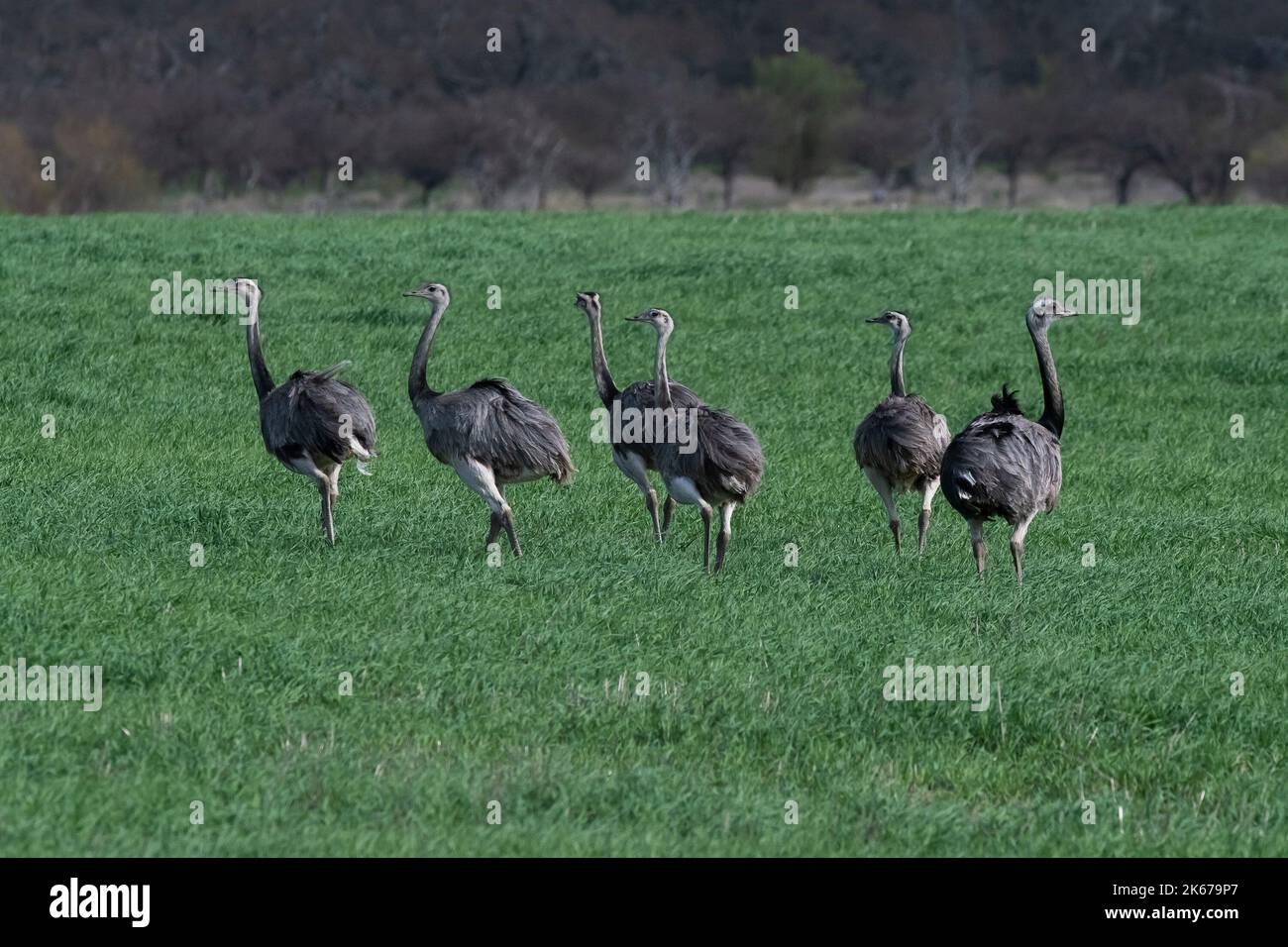 Greater Rhea, Rhea americana, in Pampas coutryside environment, La ...