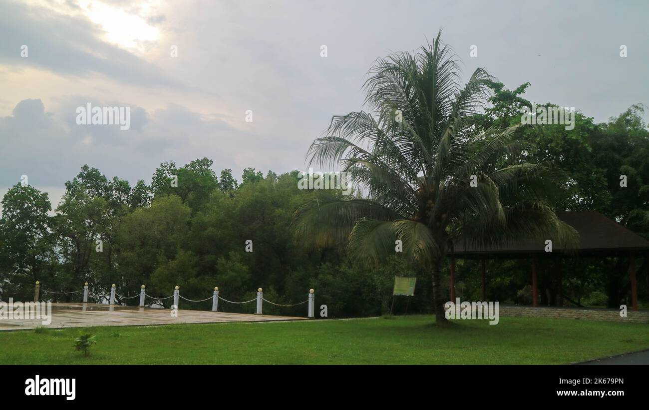 Dwarf coconut tree in a beautiful garden by the beach Stock Photo - Alamy