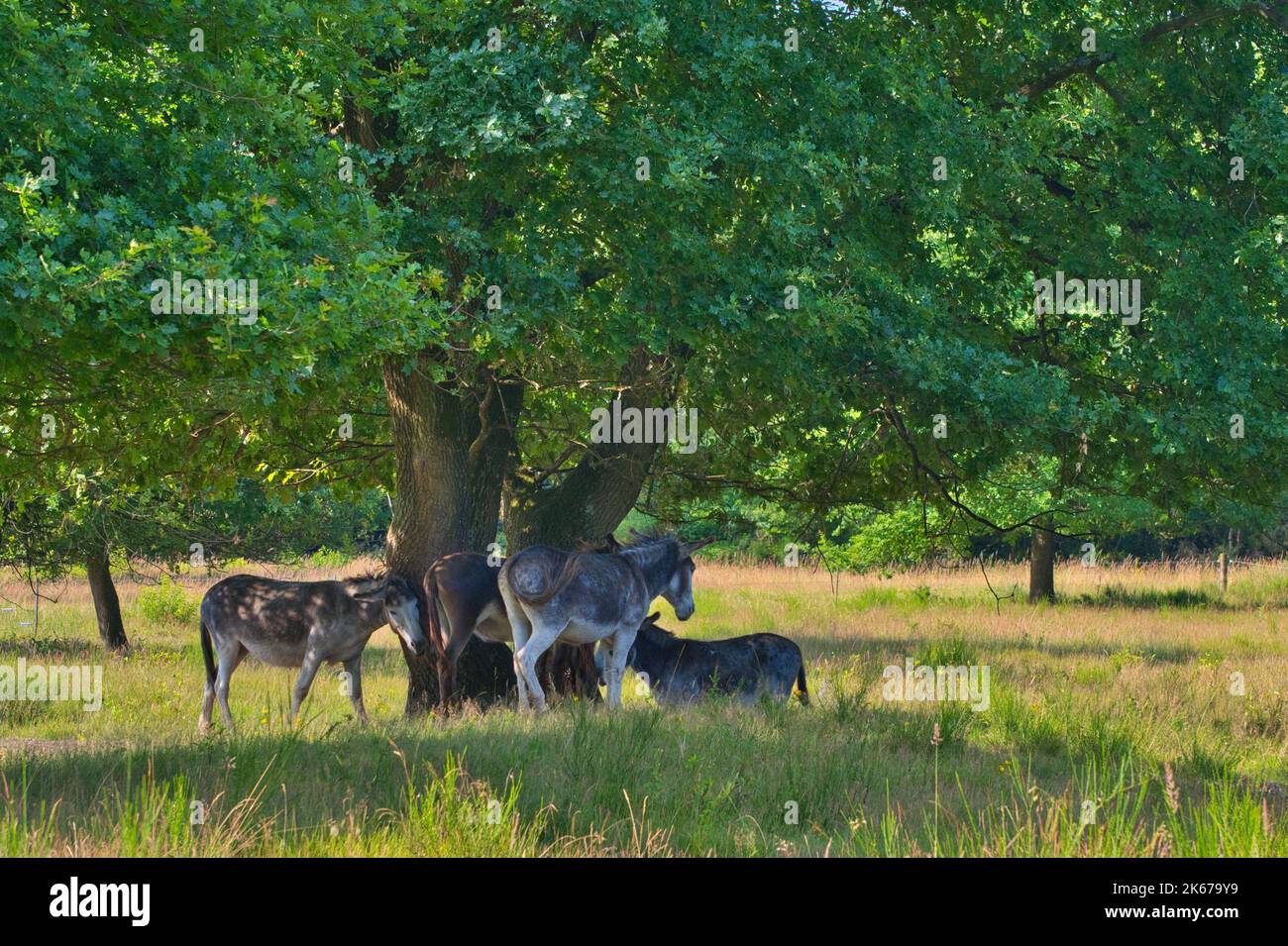 A group of donkeys in the shade under a tree Stock Photo - Alamy